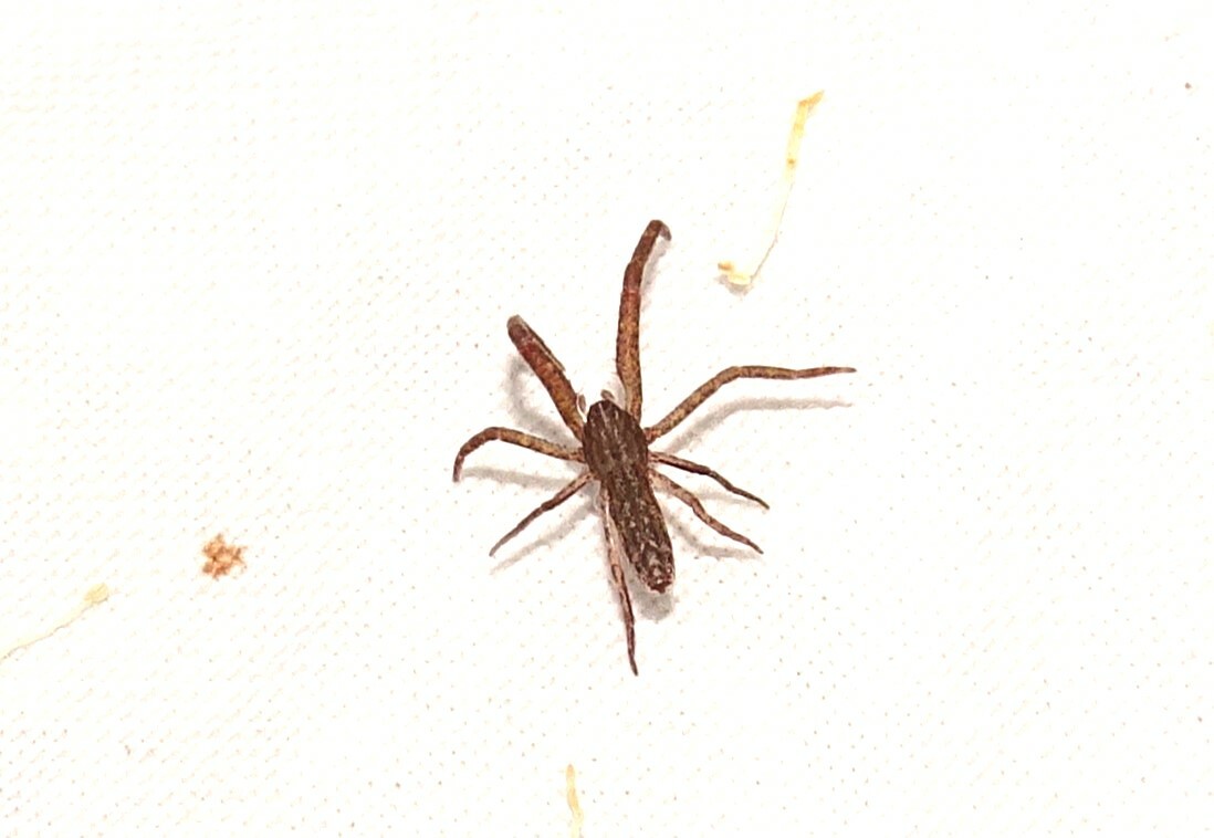 Synalus angustus (L.Koch, 1876)