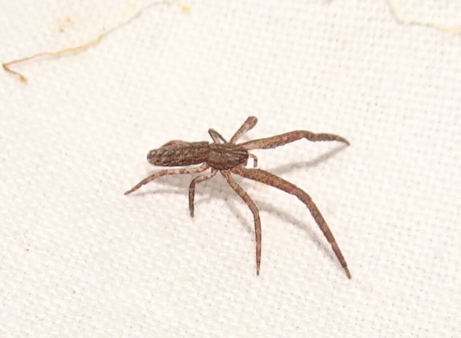 Synalus angustus (L.Koch, 1876)