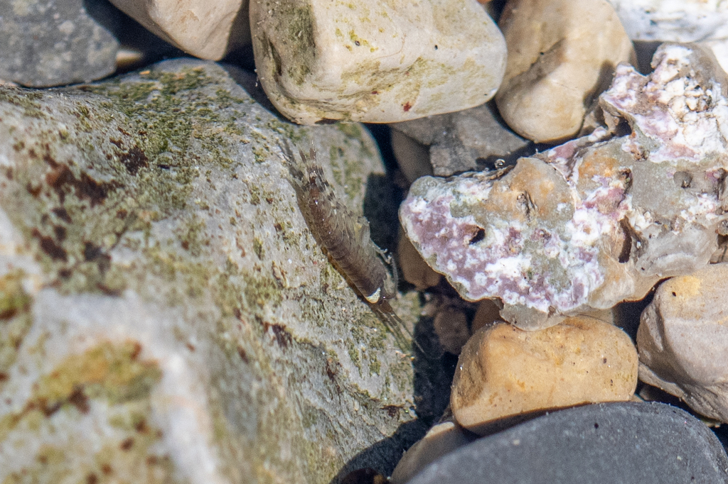 Amphipods in March 2022 by lizard--o_o · iNaturalist