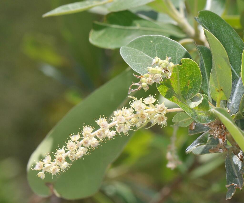 silver terminalia (Terminalia sericea) - Botanical Realm