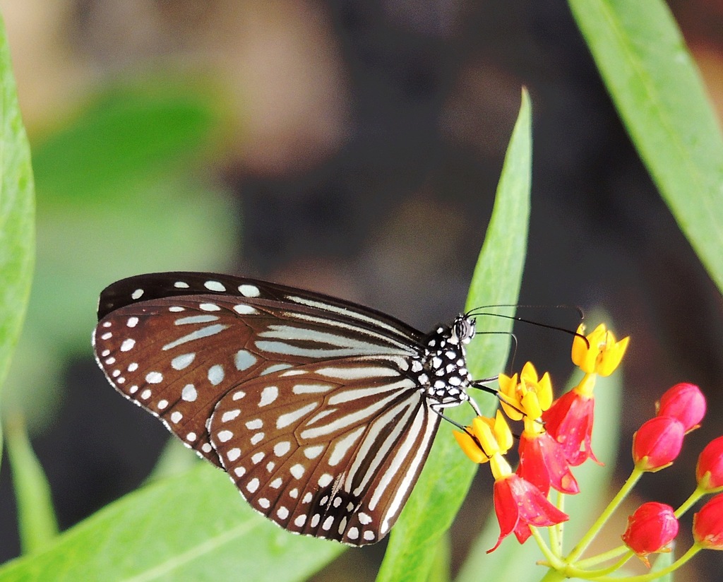 Dark Glassy Tiger (Butterflies of Varsity Park Condominium) · iNaturalist