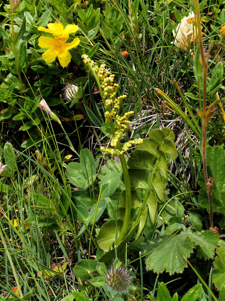 common moonwort from Prali, TO, Italia on August 6, 2013 at 01:24 PM by ...