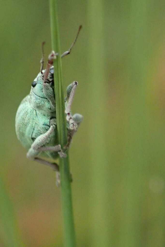 Broad-nosed Weevils from Booyensdal, Ehlanzeni, South Africa on ...