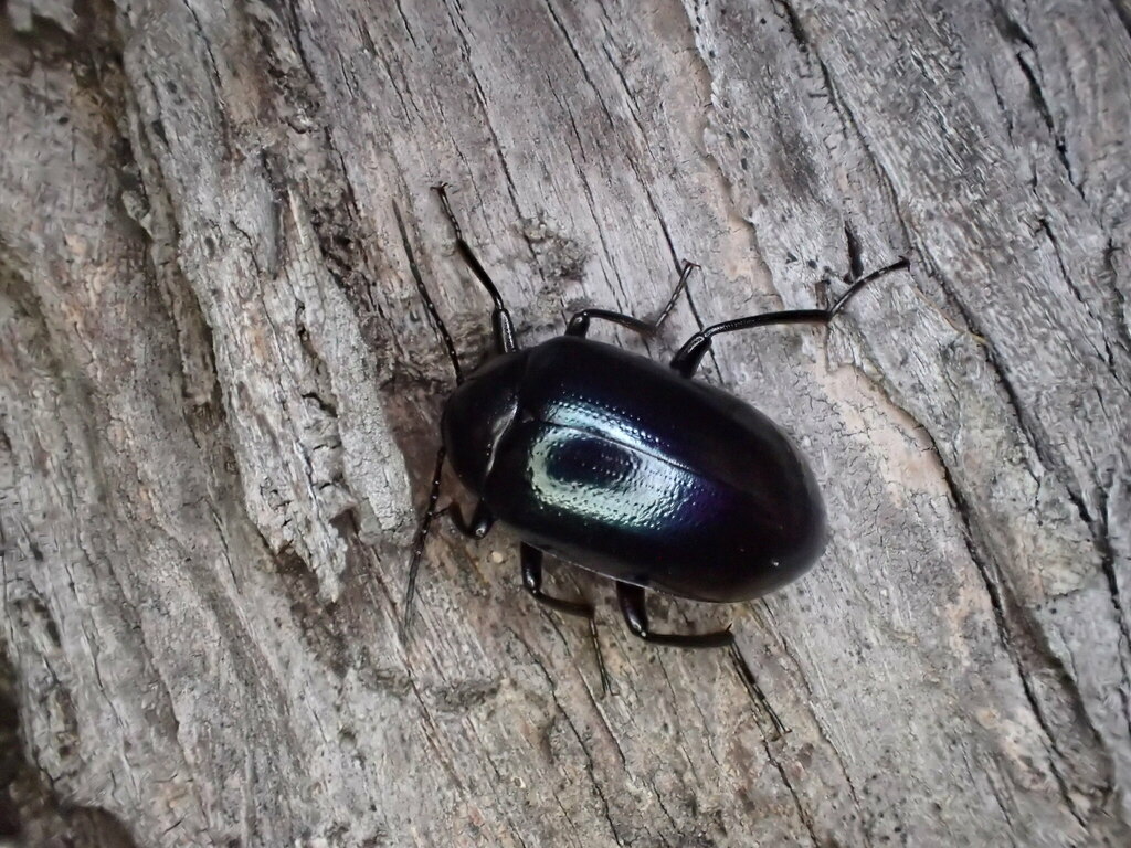 Chalcopterus Beetles from Reid River QLD 4816, Australia on November 29 ...