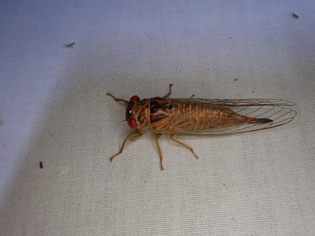 Palapsalta palaga from Anatye NT 0872, Australia on November 18, 2022 ...