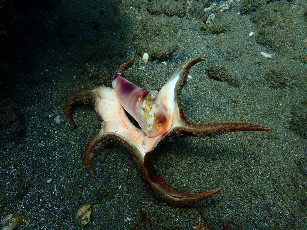 Chiragra Conch from Crystal Bay Nusa Penida, Bali, Indonesia on ...