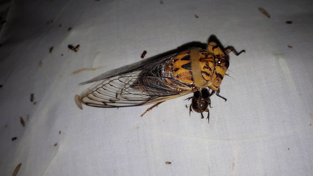 Tiger Cherrynose from Reid River QLD 4816, Australia on November 29 ...