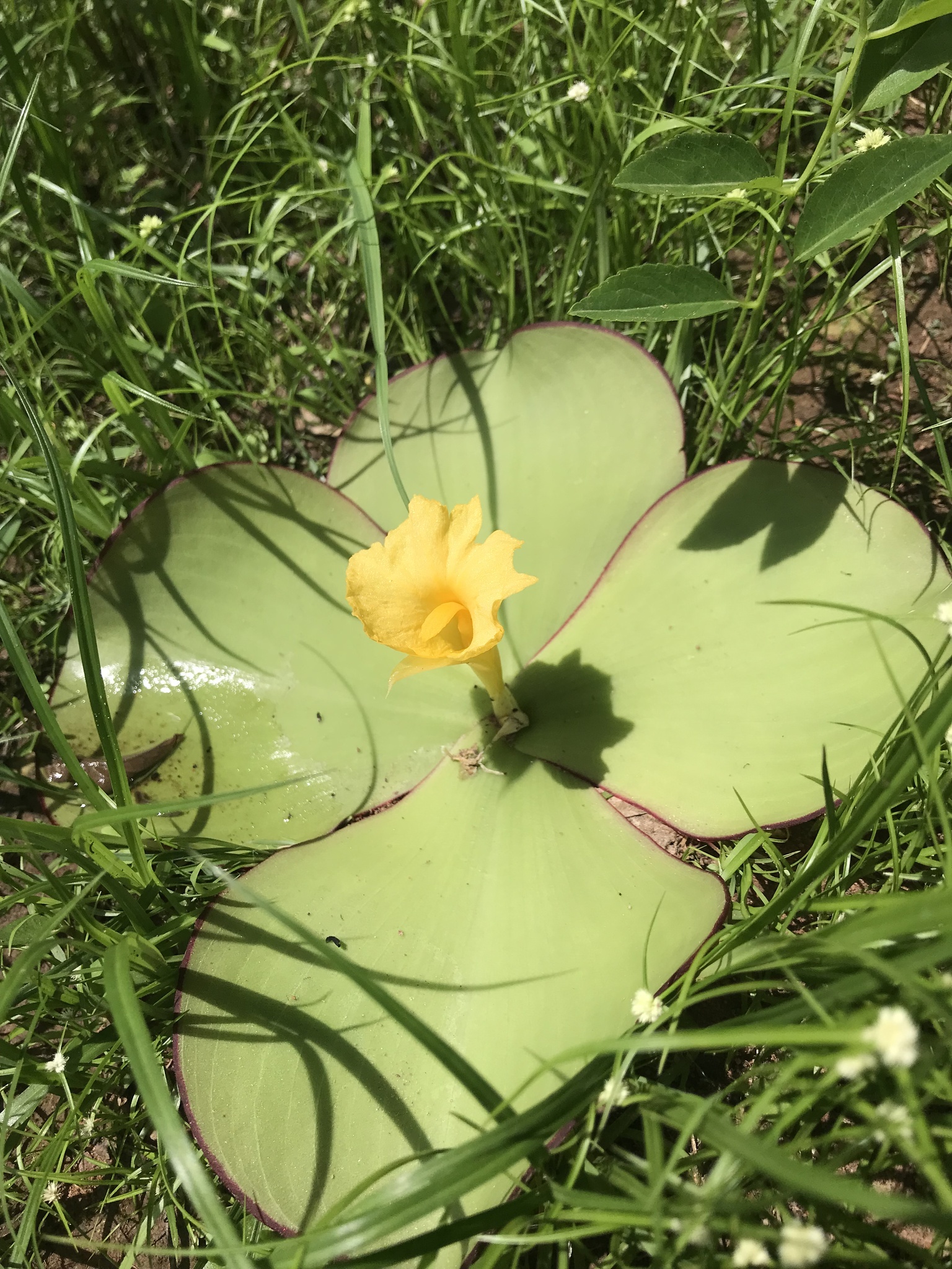 Costus spectabilis (Fenzl) K.Schum.