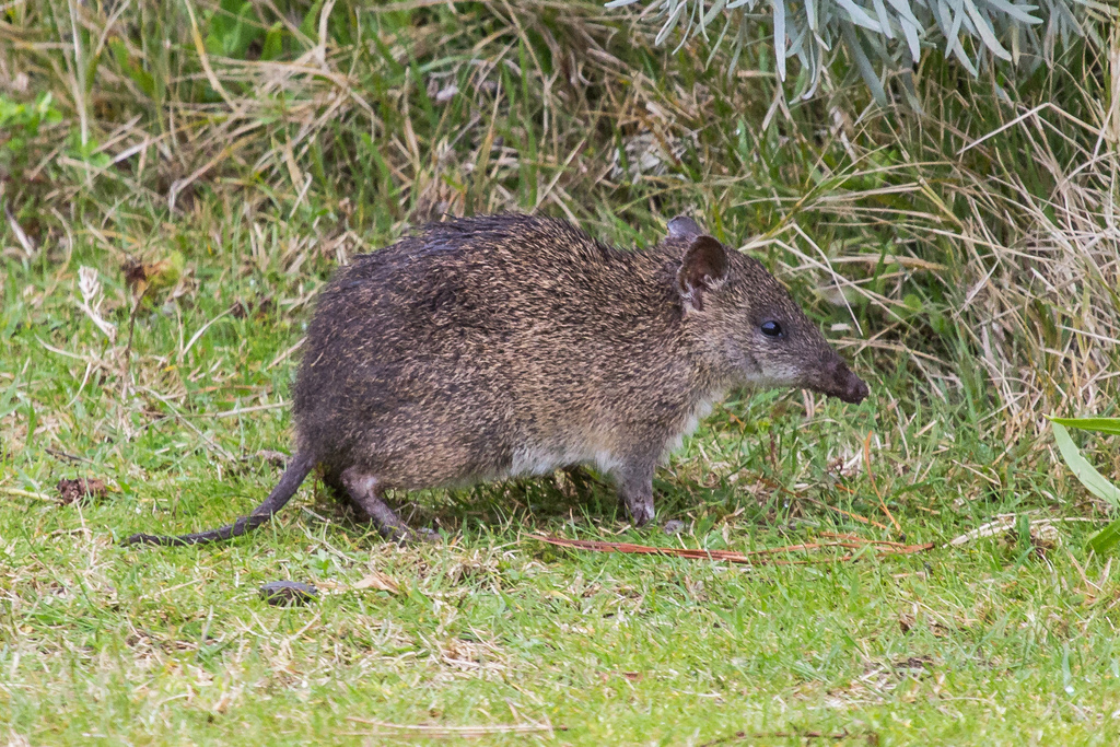 Bandicoots and Bilbies (Peramelemorphia) - Know Your Mammals