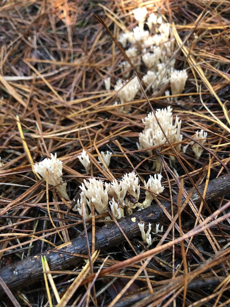 Coral Fungi from Vulcan State Forest, Black Springs, NSW, AU on May 01 ...