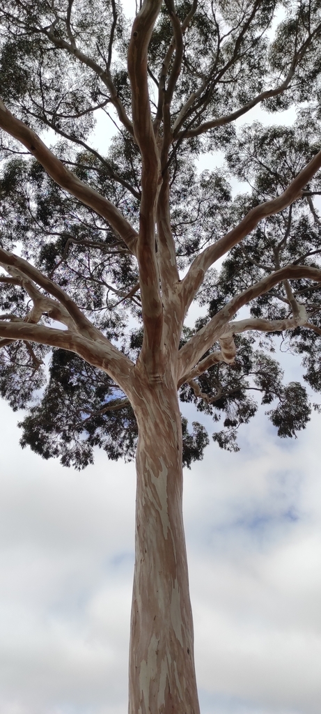 Salmon Gum (Eucalyptus salmonophloia) - Botanical Realm