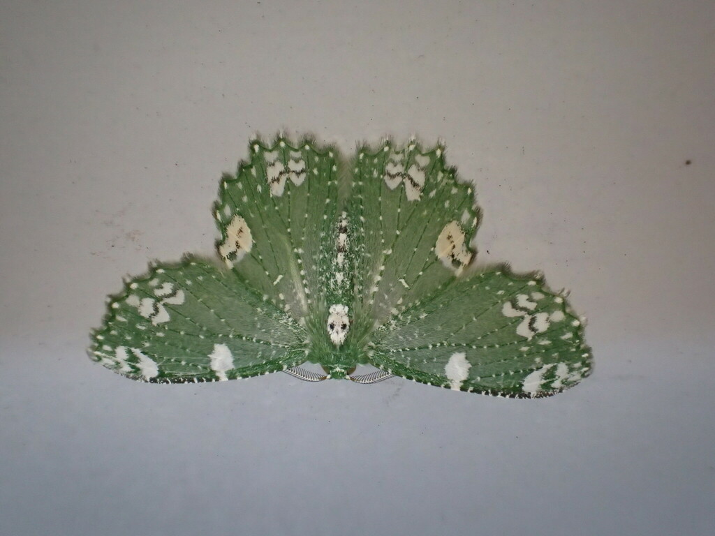 Eucyclodes fascinans from Kuranda QLD 4881, Australia on November 27 ...