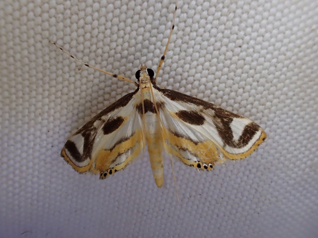 Theila siennata from Kuranda QLD 4881, Australia on November 26, 2022 ...