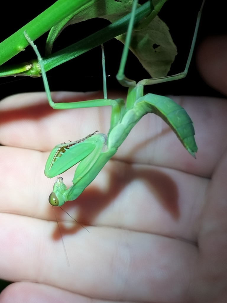 giant rainforest mantis from Yungaburra QLD 4884, Australia on December ...