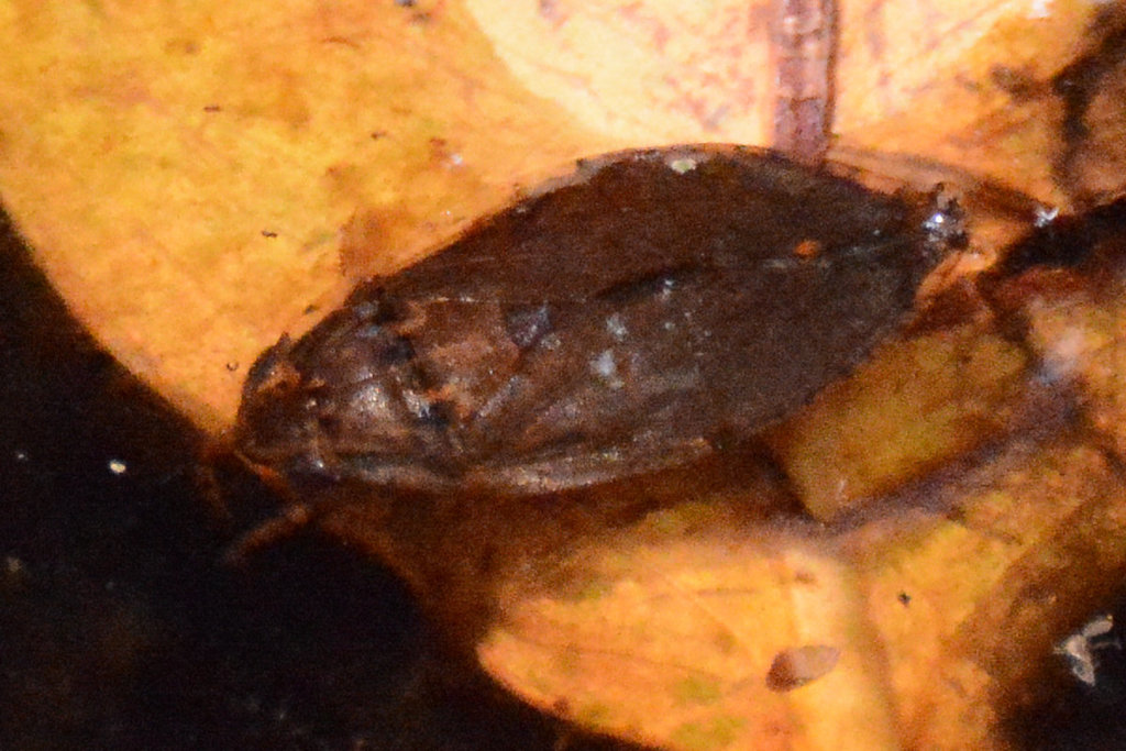 Diplonychus from Kuala Selangor, Selangor, Malaysia on September 11 ...