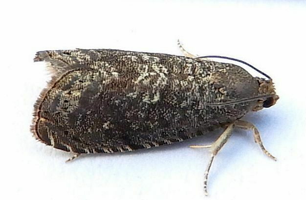 Oriental Fruit Moth from Berks County, PA, USA on July 19, 2021 at 06: ...