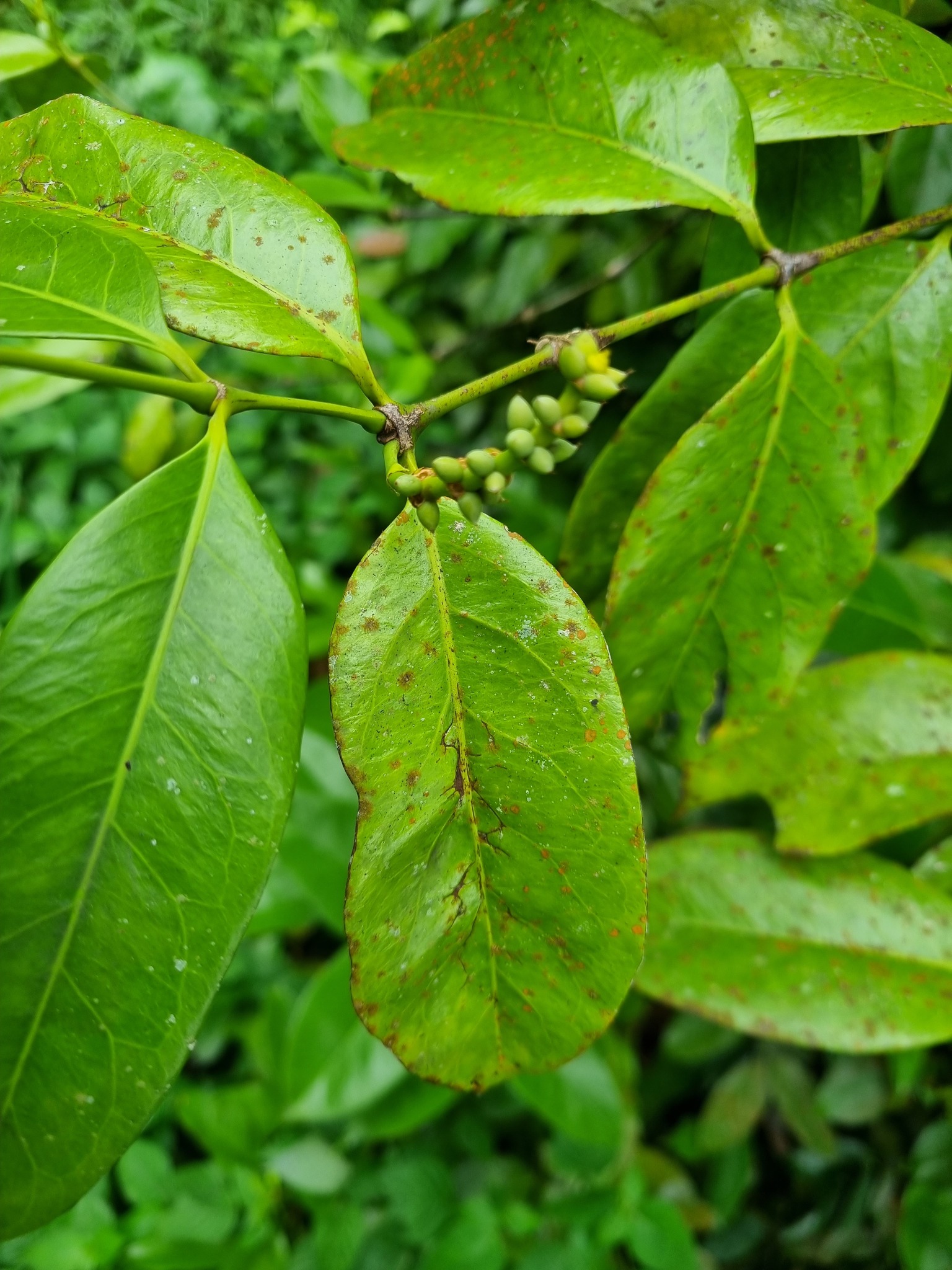 Gnetum gnemon L.
