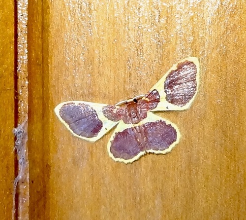 Eois scama · NaturaLista Colombia