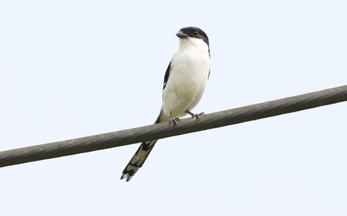 Subspecies Lanius humeralis smithii · iNaturalist