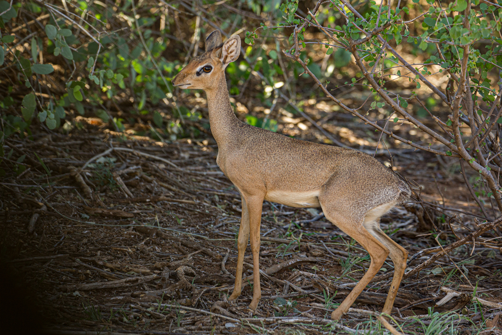 Kirk's Dik-dik (Madoqua kirkii) - Know Your Mammals