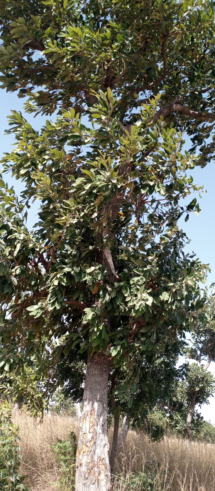 Terminalia macroptera Guill. & Perr.