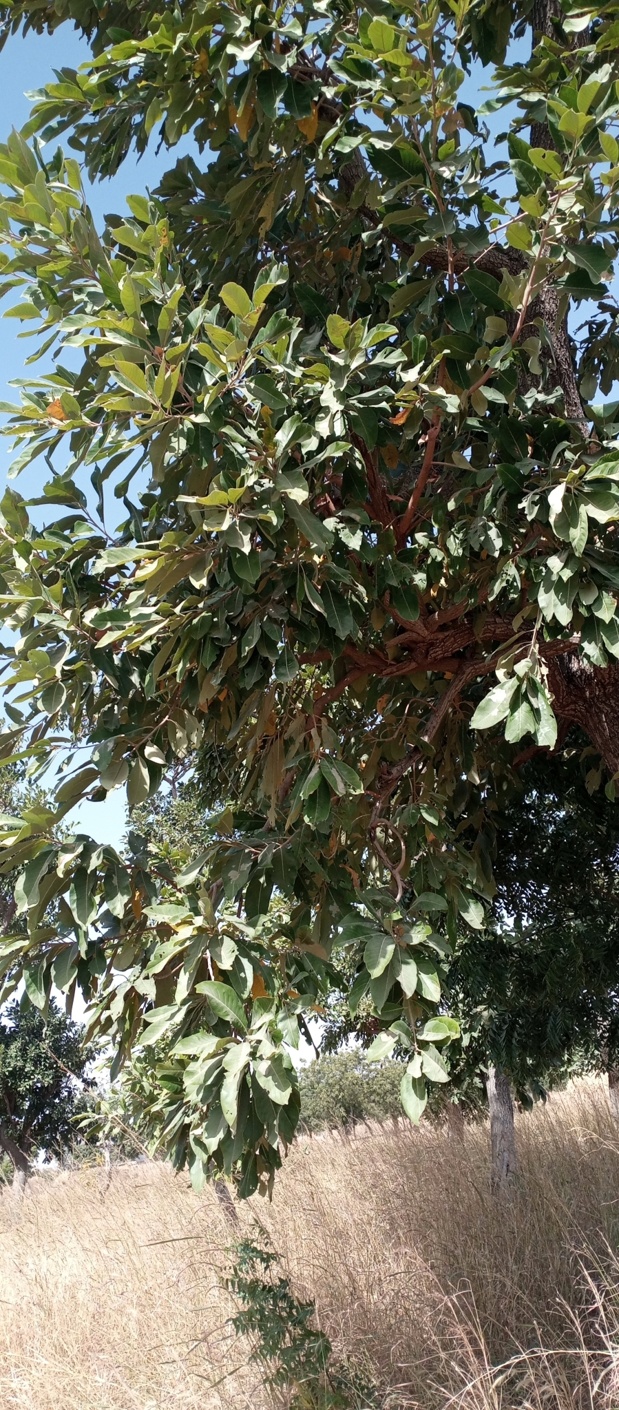 Terminalia macroptera Guill. & Perr.