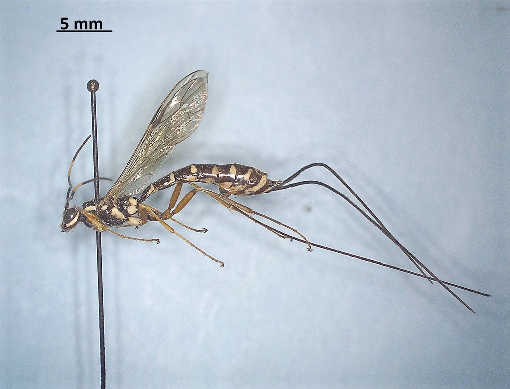 Rhyssa lineolata from Chartierville, QC, Canada on August 05, 1996 by ...