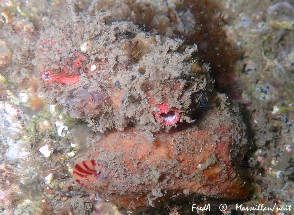 Pink-siphon sea squirt from Hérault, Languedoc-Roussillon, FR on ...