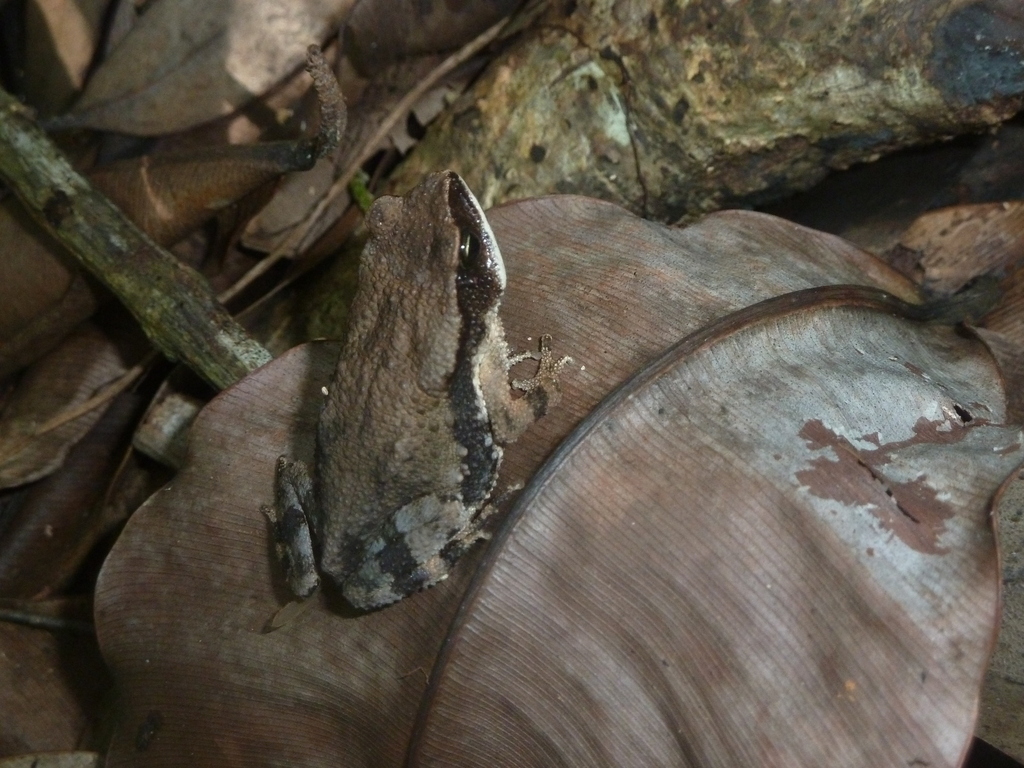 Dead-leaf Toad from Charawe, Tanzania on April 17, 2011 at 06:04 AM by ...