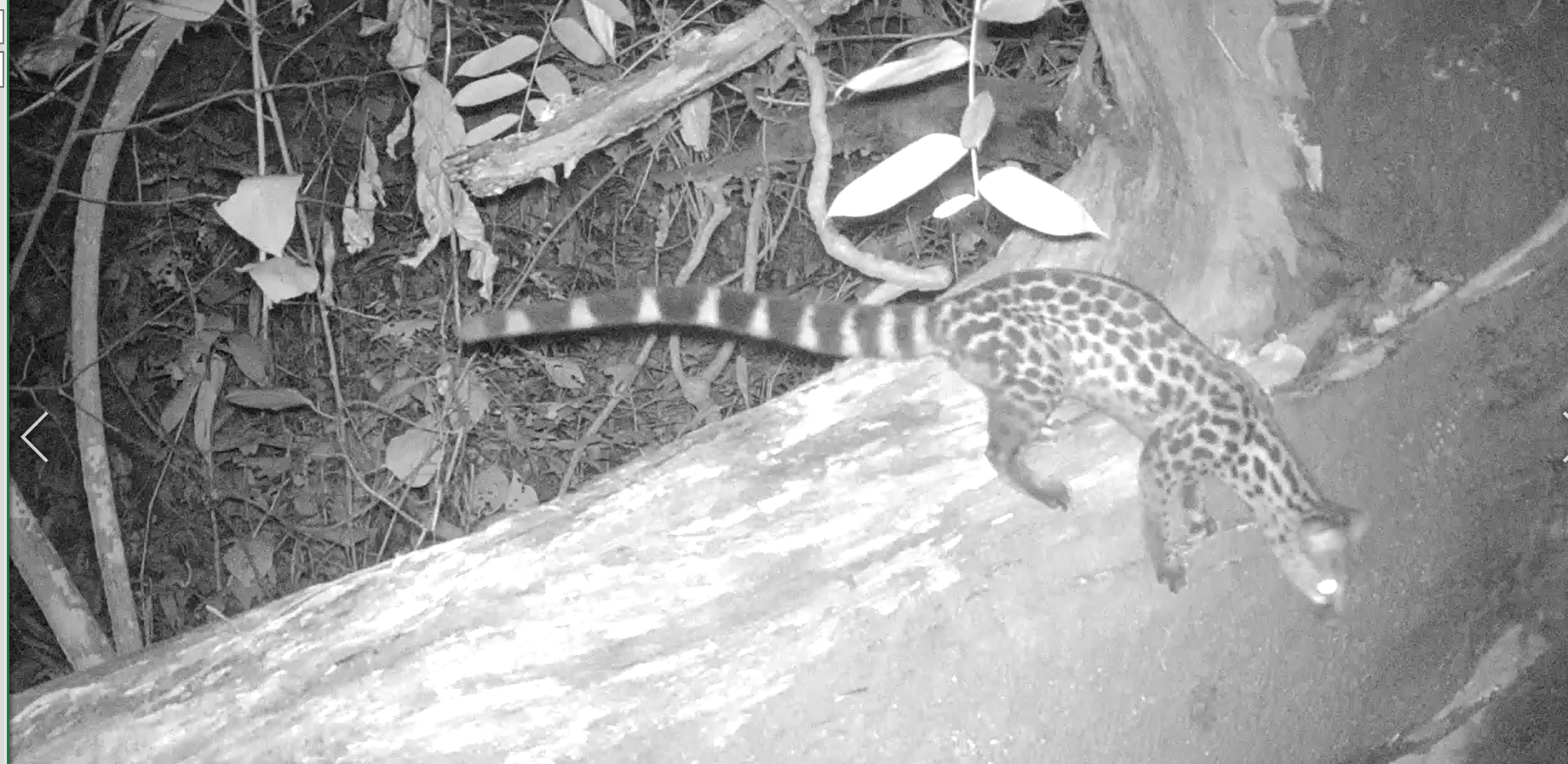 Genetta servalina Pucheran, 1855