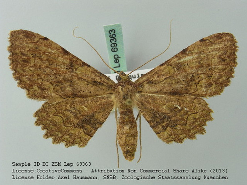 Ergavia liraria · iNaturalist