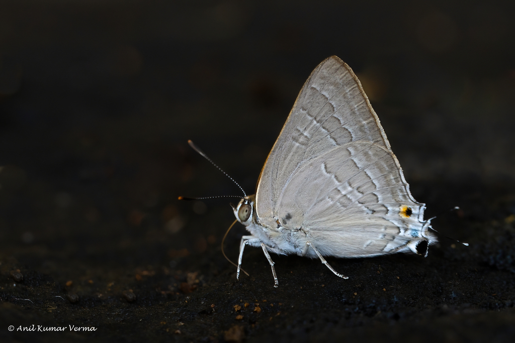 Common Guava Blue (Butterfly Checklist guide of Maharashtra Nature Park ...