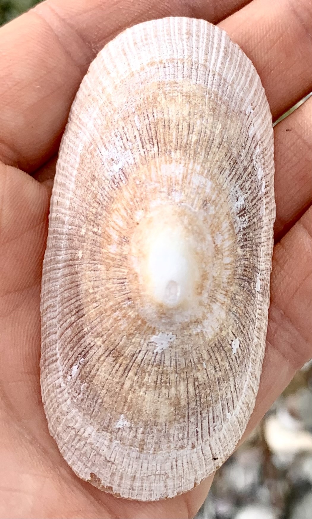 Cymbula compressa (Linnaeus, 1758)