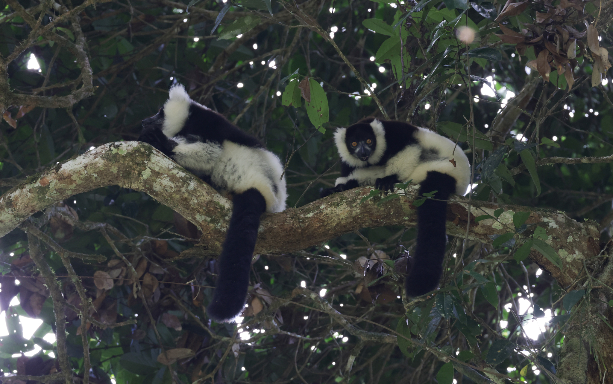 Varecia variegata (Kerr, 1792)