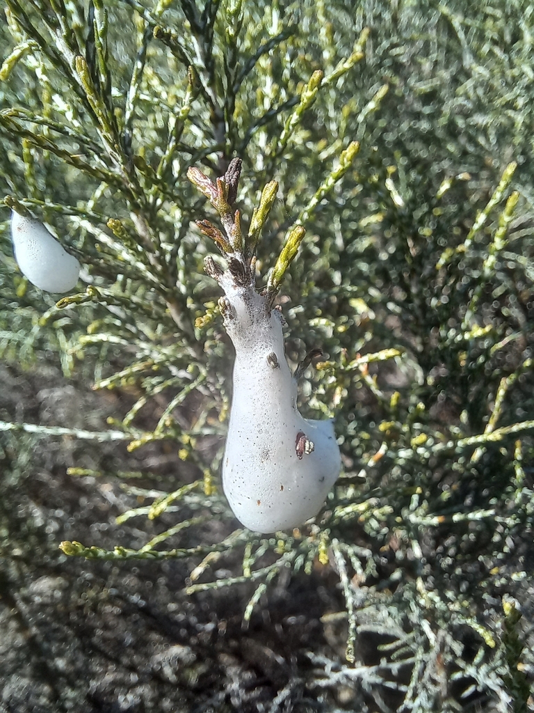 Spittlebugs and Froghoppers from Tygerberg NR on December 08, 2022 at ...