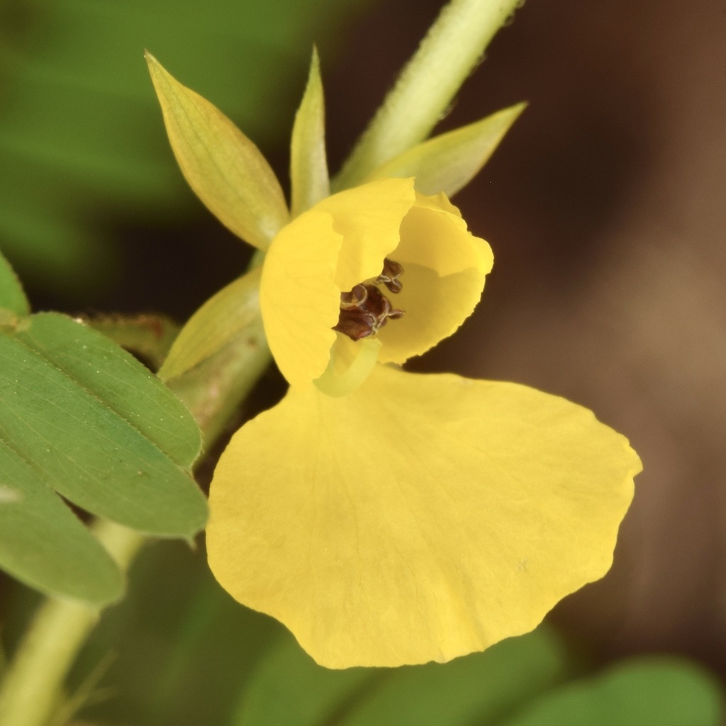 sensitive pea in August 2018 by skitterbug · iNaturalist