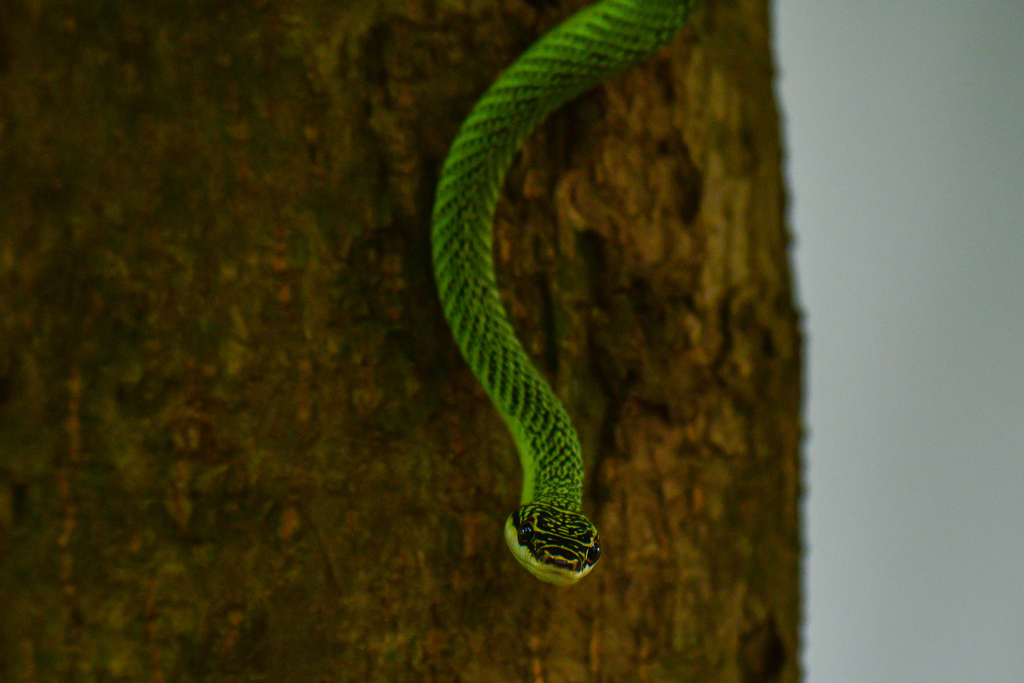 Golden Tree Snake from Santuk, Cambodia on November 16, 2022 at 08:08 ...