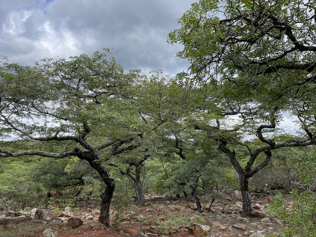 msasa from Vhembe, ZA-NP, ZA on December 6, 2022 at 01:44 PM by ...