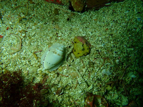 Marginella peelae · NaturaLista Colombia