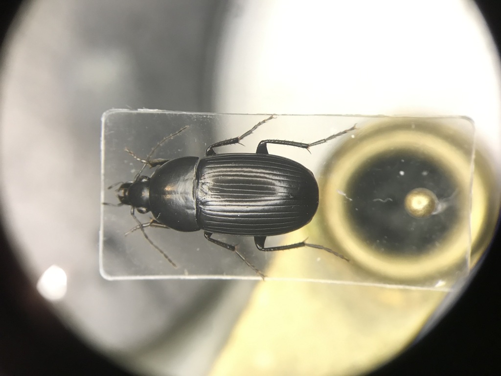 Oodes fluvialis from Bécancour, QC, Canada on December 11, 2022 at 11: ...