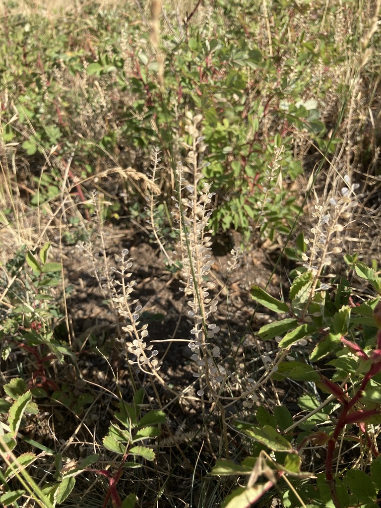 desert madwort from Pincher Creek No. 9, AB, Canada on September 07 ...