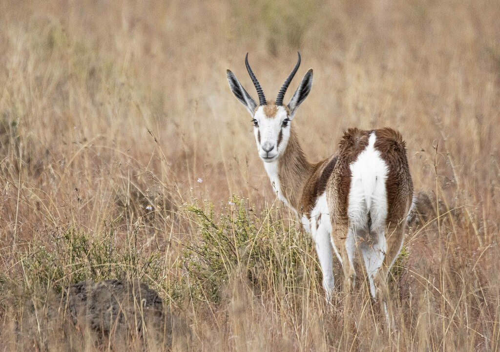 Springbok (Antidorcas marsupialis) - Know Your Mammals