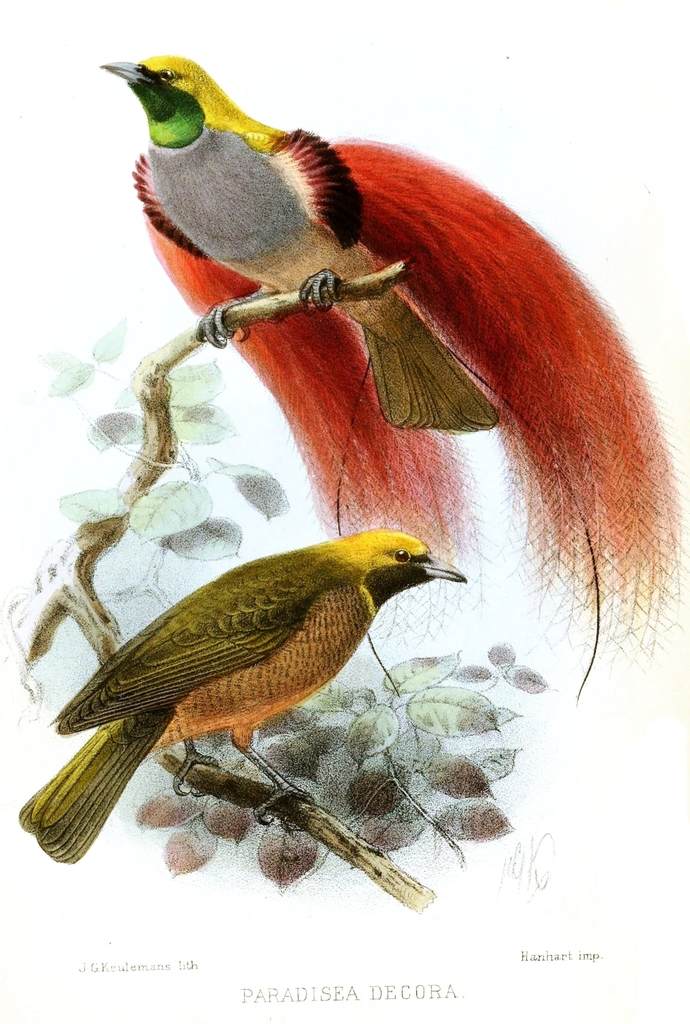 Goldie's Bird-of-Paradise (Paradisaea decora) - Avian Discovery