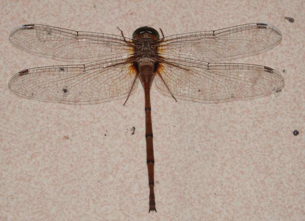 Dingy Dusk-darter from Toa Payoh, Singapore on November 30, 2022 at 01: ...