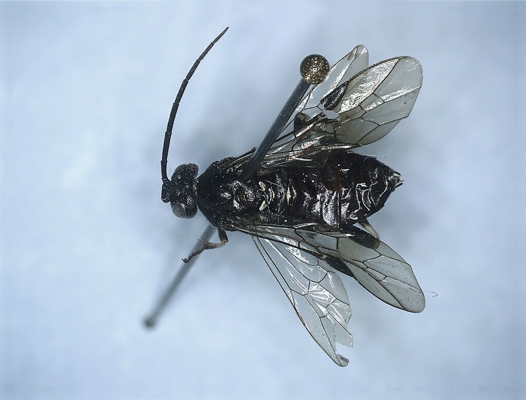 dusky birch sawfly from La Conception, QC, Canada on August 06, 1977 by ...