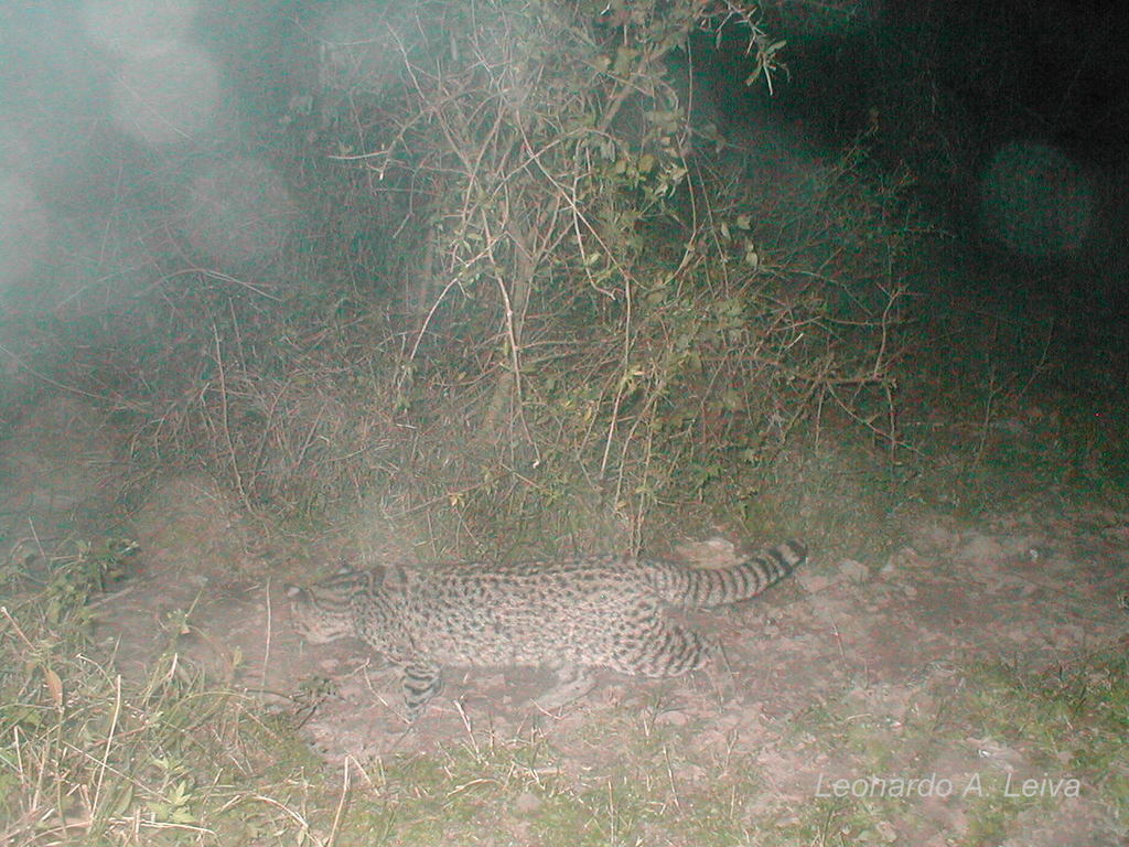 Geoffroy's Cat in August 2016 by Leonardo Adrián LEIVA. Fotografiado ...