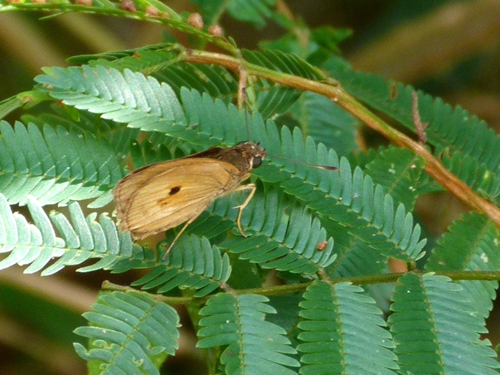 Haza hazarma from São José do Barreiro - SP, 12830-000, Brasil on ...