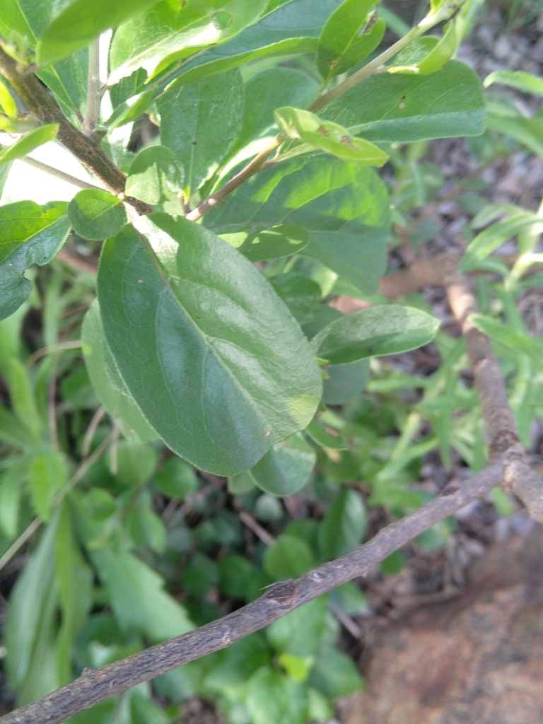 Puzzle Bush from Carletonville, 2499, South Africa on December 11, 2022 ...