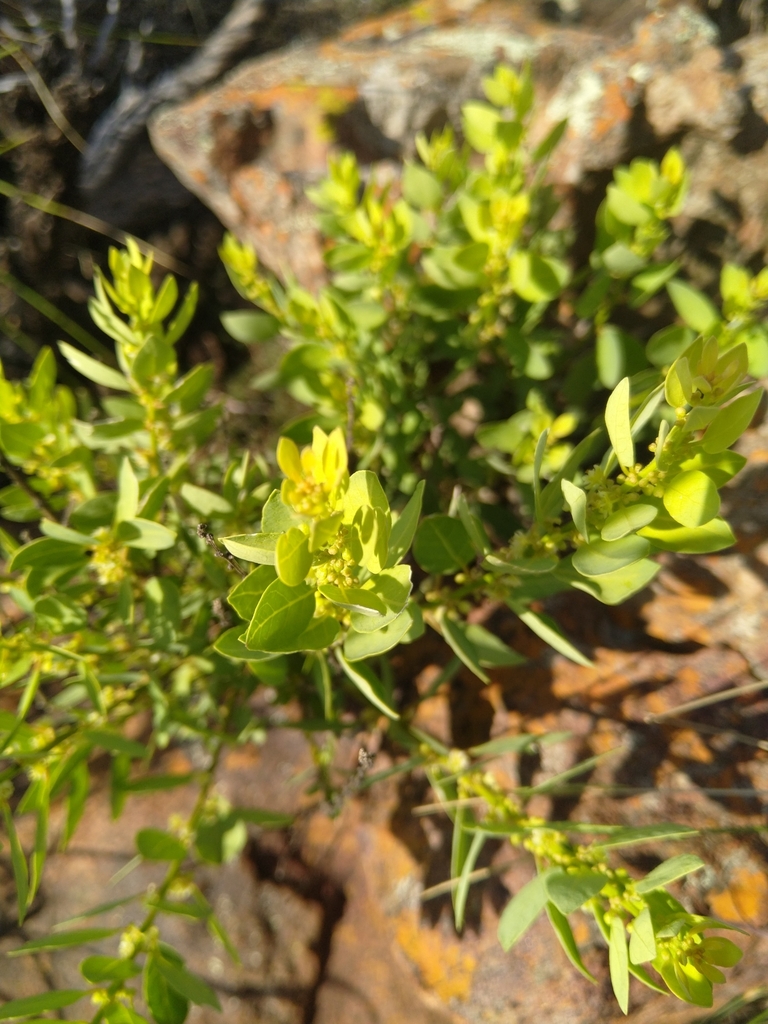 Common Lightning Bush from Carletonville, 2499, South Africa on ...