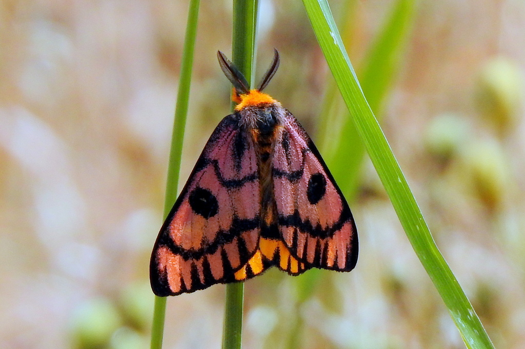 Western Sheep Moth from Oak Bay, BC, Canada on June 19, 2019 by Val ...